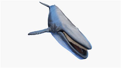 3d Model Blue Whale Static Turbosquid 2006143