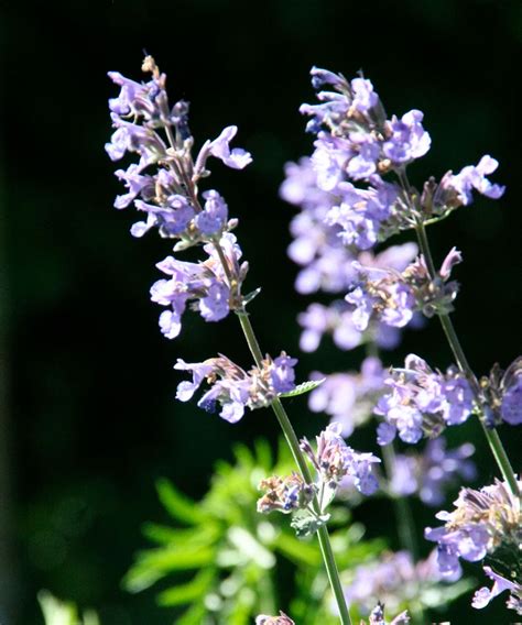 catmint vs catnip what is the difference homes and gardens