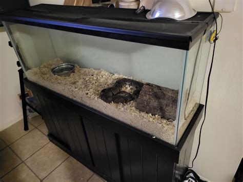 potential ball python carrier details in comments r ballpython