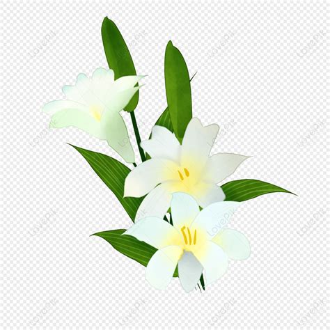 백합의 꽃 Png 일러스트 및 벡터 이미지 무료 다운로드 Lovepik