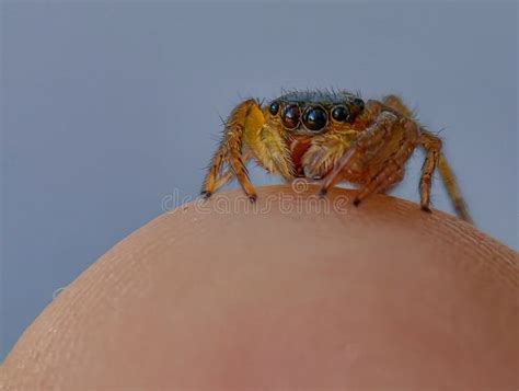 A Tiny Fuzzy Orange Jumping Spider With Large Eyes Sits Atop A Human Fingertip Against A