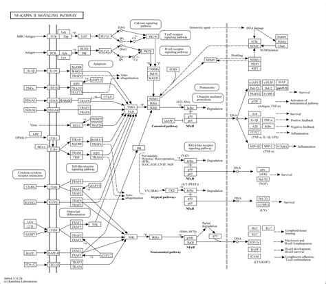 KEGG PATHWAY NF Kappa B Signaling Pathway Homo Sapiens Human