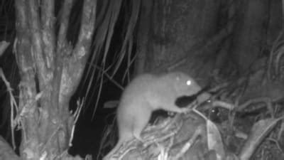 First Ever Photos Of Rare Giant Coconut Cracking Rats Go Viral Viral