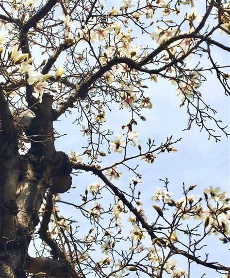 꽃은 자연의 시로 섬세한 꽃잎 하나하나에 아름다움의 본질을 손쉽게 포착합니다 꽃 하나하나가 이야기를 들려줍니다 바람과 조화를 이루며 춤추는 색상과 향기의 조용한