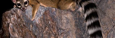 Ubuntu Raring Ringtail” Hits Beta Disables Windows Dual Boot Tool Ars Technica