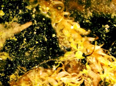 Springtail Under Microscope Crawling Around In Terrarium Substrate R