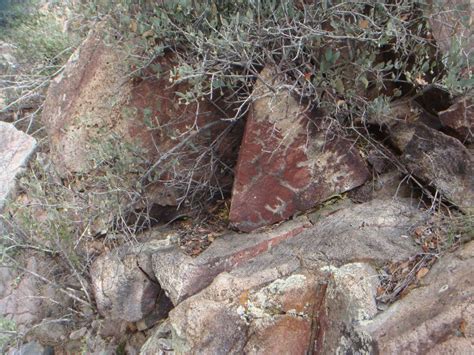 Fossils Found In Remote Arizona Identification Help Fossil ID The Fossil Forum