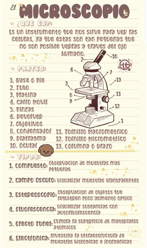 Partes Del Microscopio Artofit