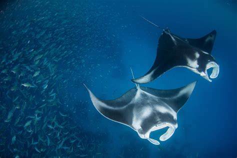 Manta Ray Habitat Map