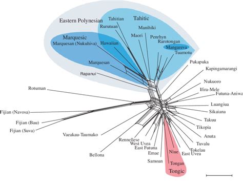 a split graph showing the results of neighbornet analyses of the