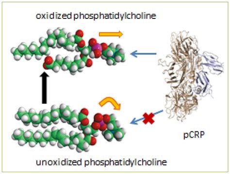 Molecular Model Of Oxidation Of Phosphatidylcholine The Model Shows The Download Scientific