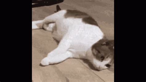 Cat Reverse  Cat Reverse Meme Discover And Share S