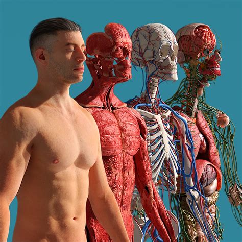 Realistic Male Full Body Anatomy 3d Turbosquid 2169418