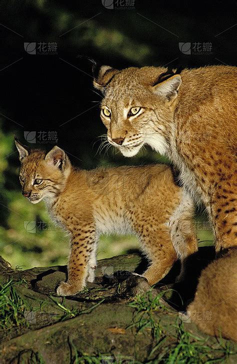 欧洲猞猁，母猞猁与幼崽