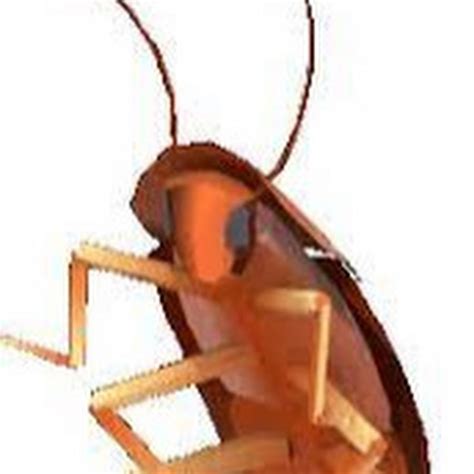 Roach Spin Youtube