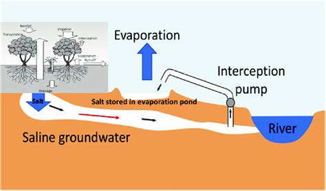 Schematic Diagram Of A Salt Interception Scheme Redrawn From Williams