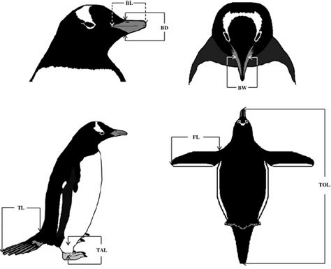 Clustering Penguin Morphometrics Analyzing Flipper And Bill Length
