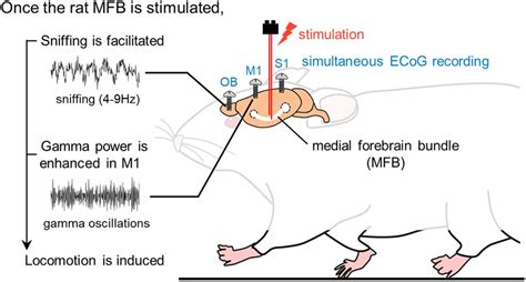 Medial Forebrain Bundle