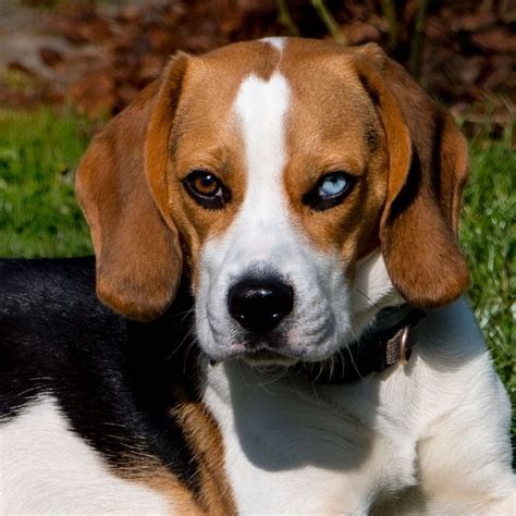Pocket Beagle Full Grown Size