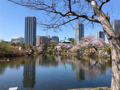Ueno Park Tokyo Magical Wonderland Of Sakura Art And Urban Escape