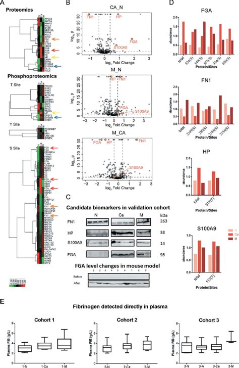 Proteomics And Phosphoproteomics Analyses Of Evs A Cluster Analysis