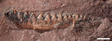 Pterygotid Eurypterid Specimen From Tunguaquita Colombia Cuche