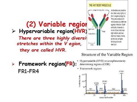 Immunoglobulin Collage Of Medical Henan University Contents Introduction