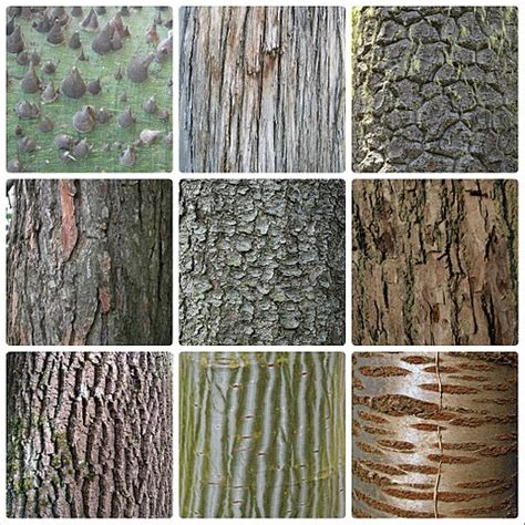 Bark Species ID And Ecology Online Short Course Natural History Society Of Maryland