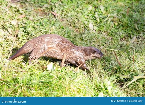 Otters Asian Short Clawed Otter Walking On Grass Stock Image Image Of Asain Land 214302159
