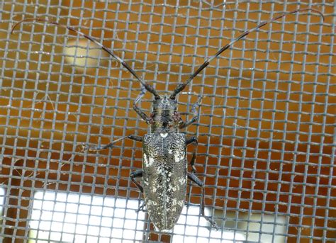Monochamus Scutellatus Whitespotted Sawyer Prairie Haven