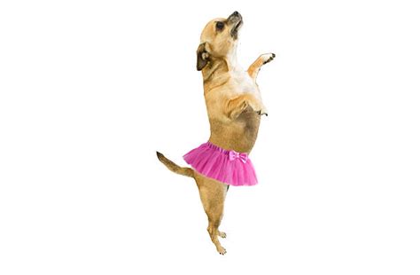 Dancing Dog