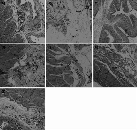 Representative Bladder Walls Images In Histological Cross Section A Download Scientific