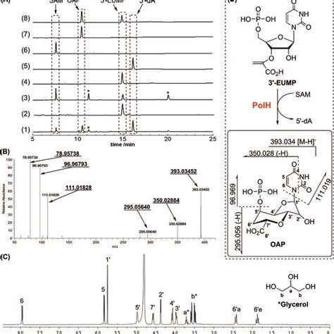 Characterization Of The Reaction Of 3′ Eump Catalyzed By Reconstituted