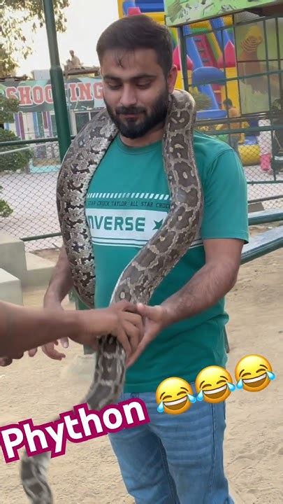 Phython Snake Phython Snake Snakevideo Wildanimals Wildanimals Animallover Phython Snake Phython Snake Snakevideo Wildanimals Wildanimals Animallover