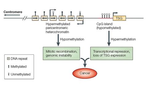 Dna Hypomethylated In Primary Tumors Induced By Diethylstilbestrol