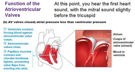 Atrioventricular Valve Definition Anatomy And Physiology At Jackson