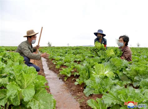 평양시 주변 농촌 채소밭 농업용수 공급체계 마련
