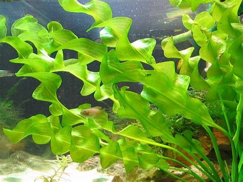 Early July Plant Listing Aquarium Plants Aquaswap