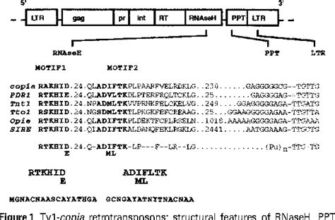 Figure 1 From Rapid Isolation Of Plant Ty1 Copia Group Retrotransposon Ltr Sequences For