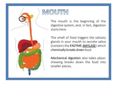Digestion Easy Notes For Grade Stage 4 Igcse Ppt Endocrine And