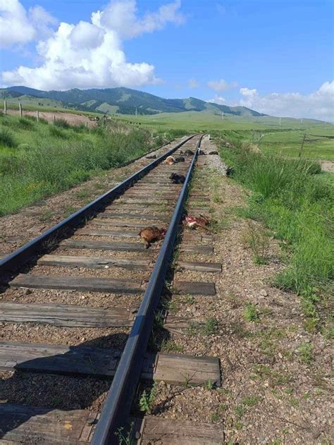 Галт тэргэнд олон тооны ямаа дайруулжээ