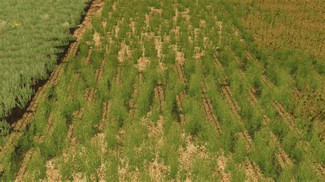 Crop Rows Clipart