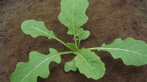 Горчица полевая Однолетние и двулетние двудольные сорняки | Syngenta
