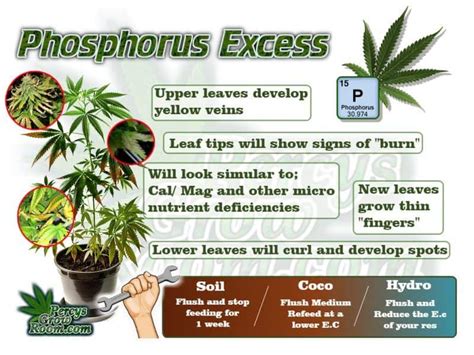 Phosphorus Excess Percys Grow Room A Weed Growers Forum
