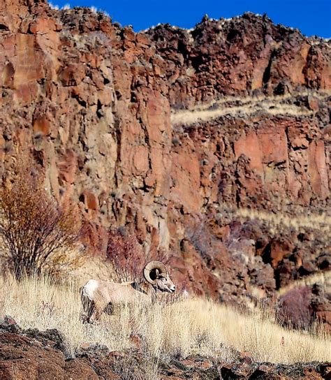 Hells Canyon All About America