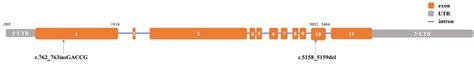 Genetic Analysis Of Dna Methylation And Hydroxymethylation Genes In