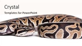 143 Best Python Themed Templates For PowerPoint Google Slides