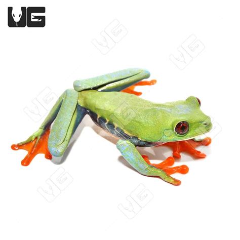Red Eyed Tree Frogs For Sale Underground Reptiles
