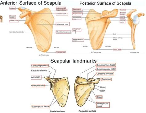 Coracoid Process Palpation