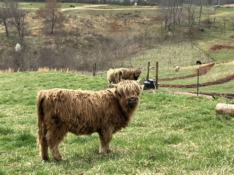 Highland Cow Southern Appalachian Highlands Conservancy